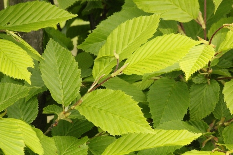 Carpinus betulus 'Frans Fontaine' als volwassen grote boom