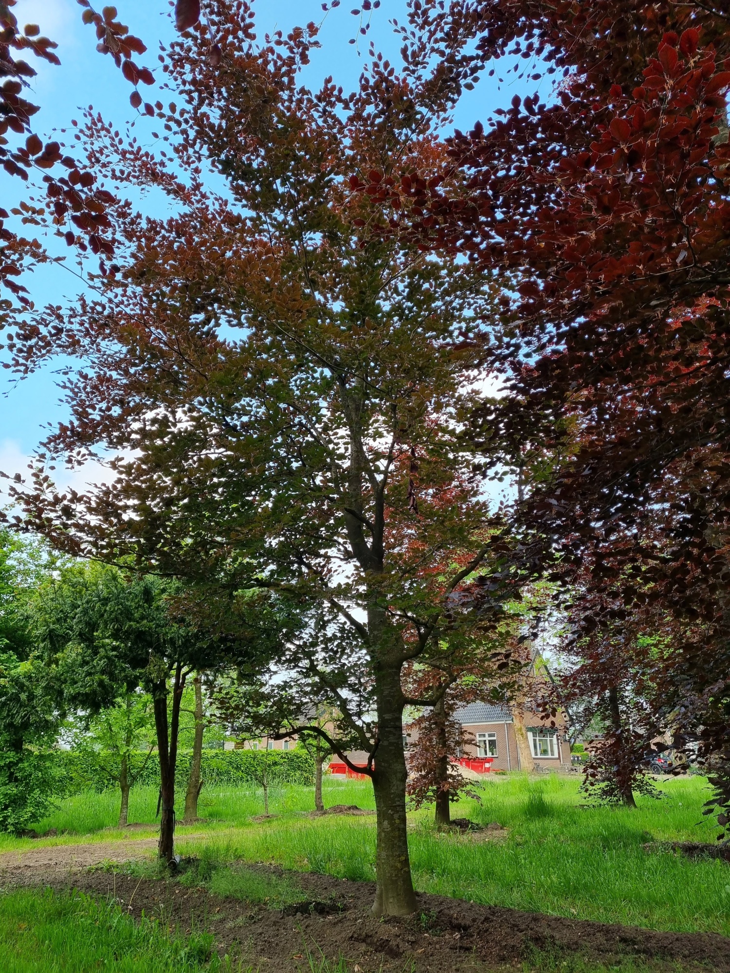 Rode beuk als klimboom, Fagus sylvatica 'Atropunicea' kopen
