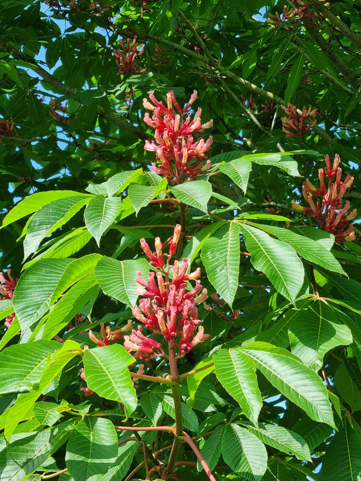 Aesculus pavia is een dwergsoort van de kastanjeboom