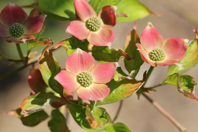 Kornoelje 'Stellar Pink', Cornus 'Stellar Pink' kopen