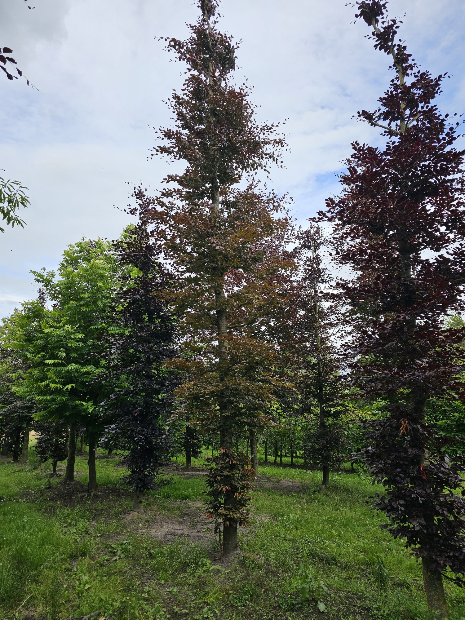 Grote volwassen rode beuk kopen? | Ten Hoven Bomen