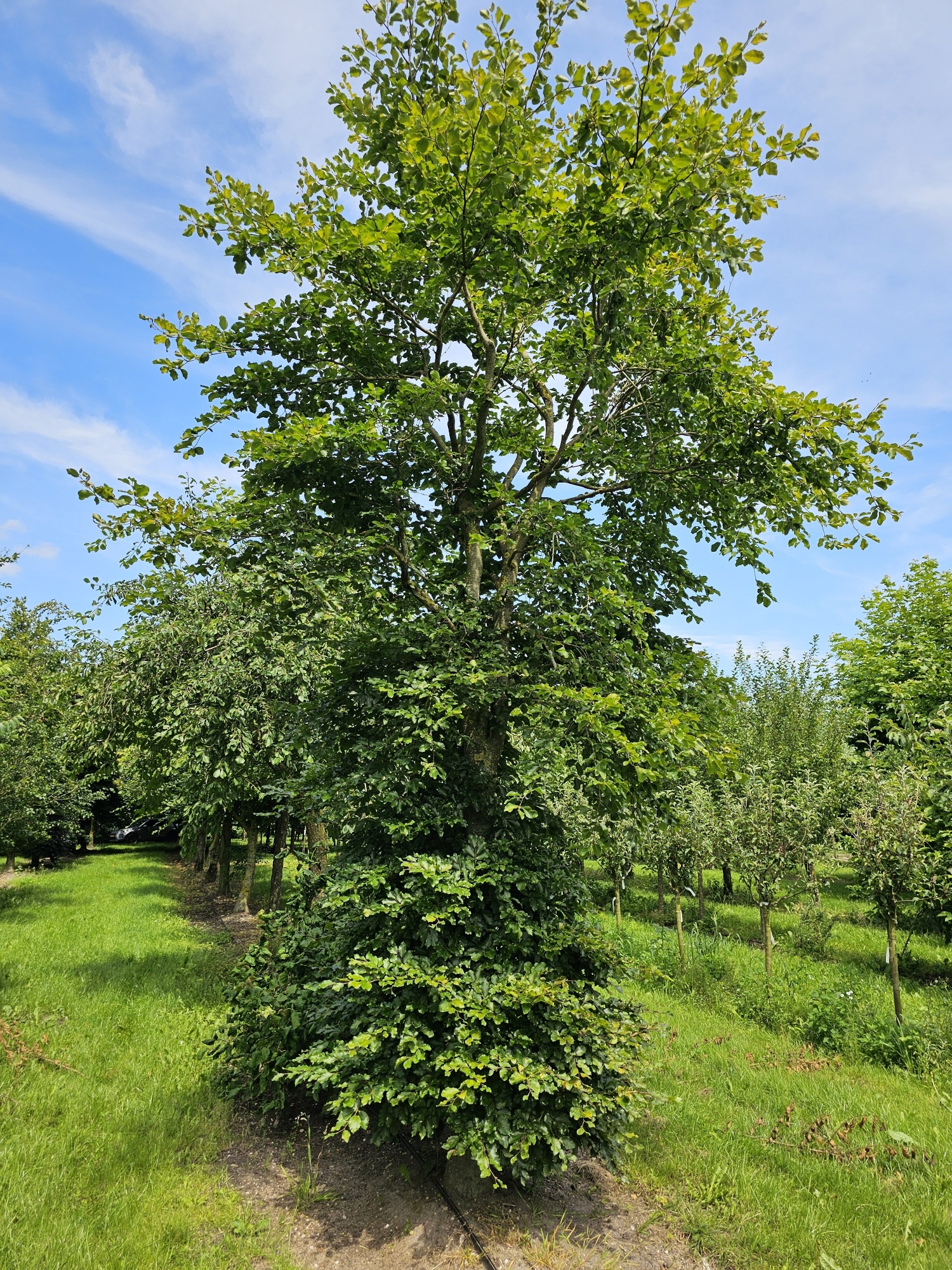 Fagus sylvatica is een prachtige solitaire inheemse boom