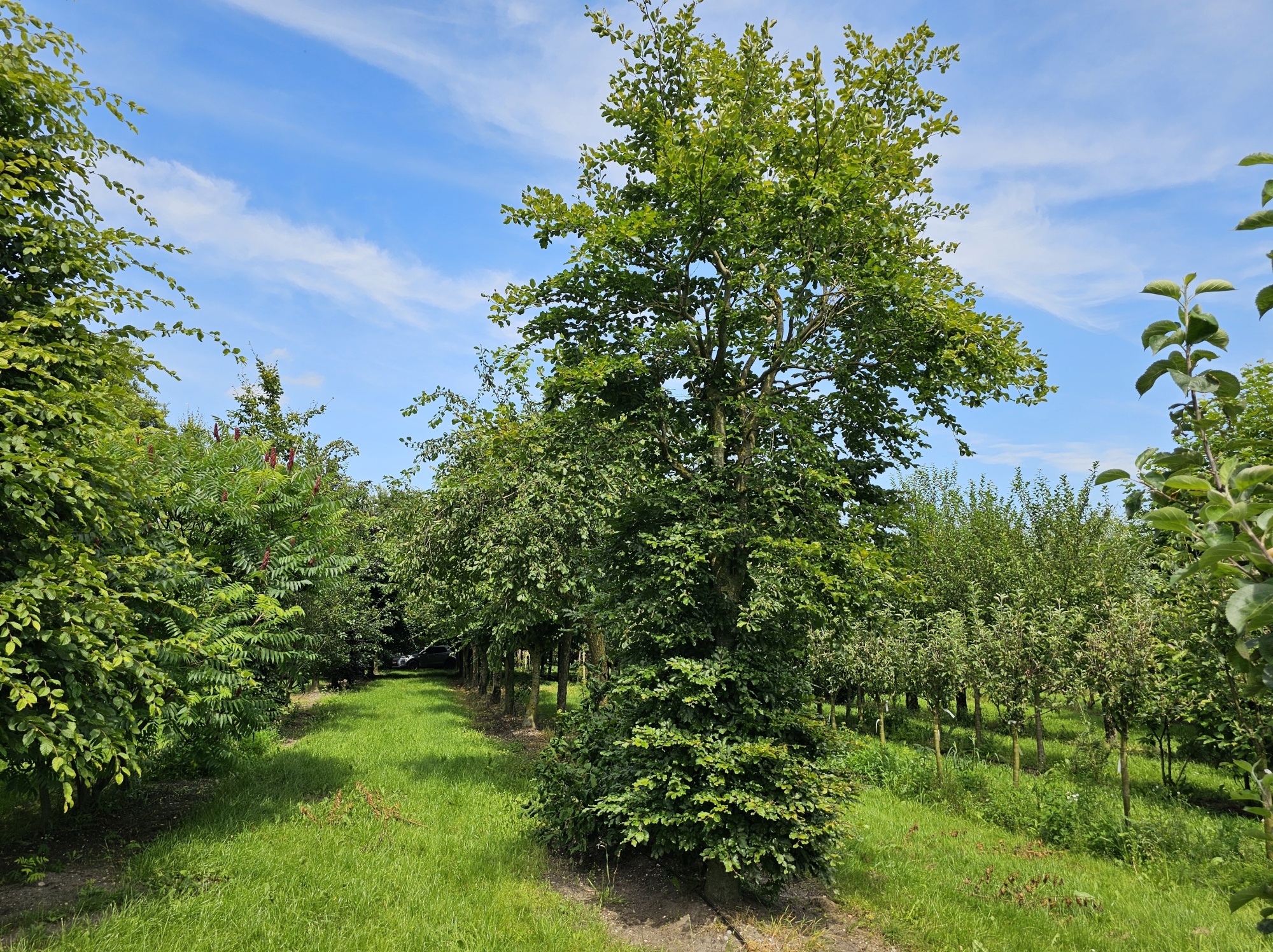 Fagus sylvatica is een prachtige solitaire inheemse boom