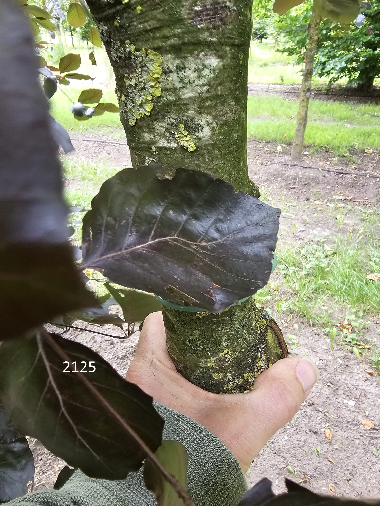 Möchten Sie eine besondere Rotbuche mit extra roten Blättern kaufen ...