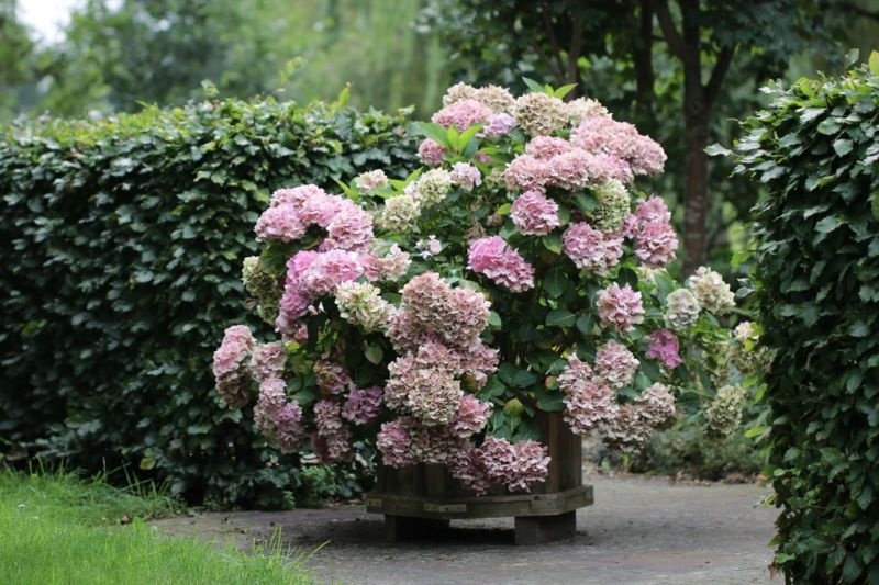 Hortensia Forever & Ever Pink, Hydrangea Forever & Ever Pink kopen
