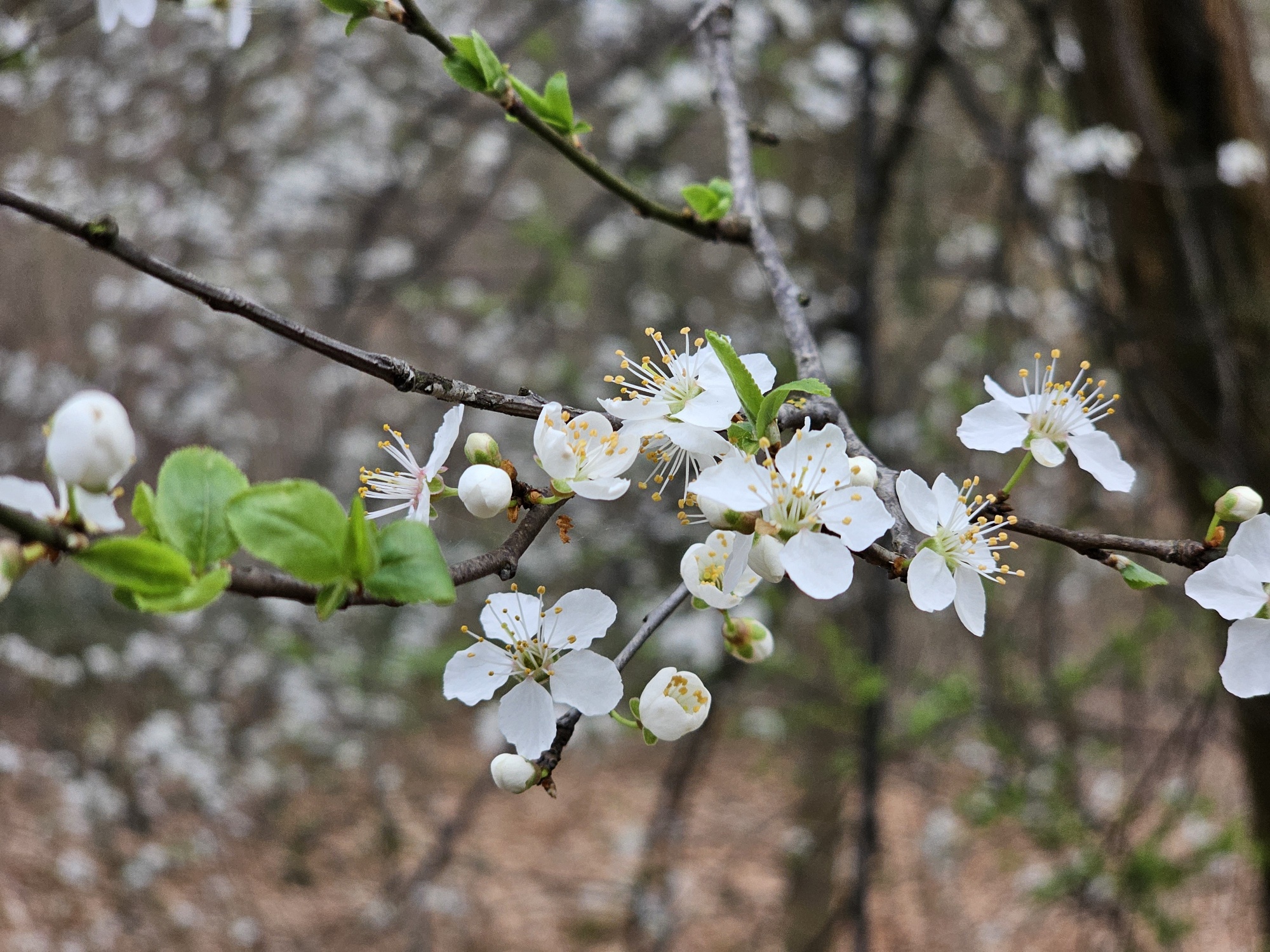 Sleedoorn, Prunus spinosa kopen