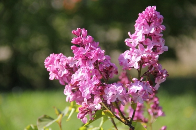 Sering 'Esther Staley', Syringa hyacinthiflora 'Esther Staley' kopen