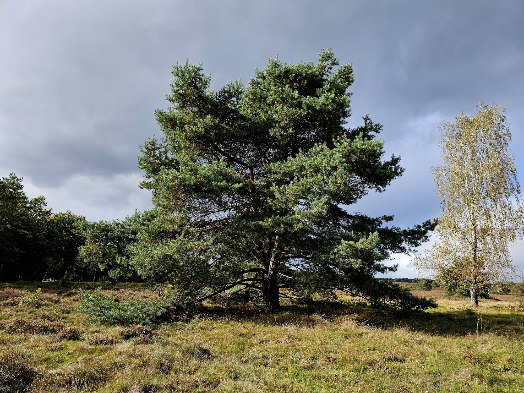 Grove Den, Pinus sylvestris kopen