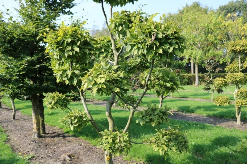 Carpinus betulus als bijzondere tuinbonsai