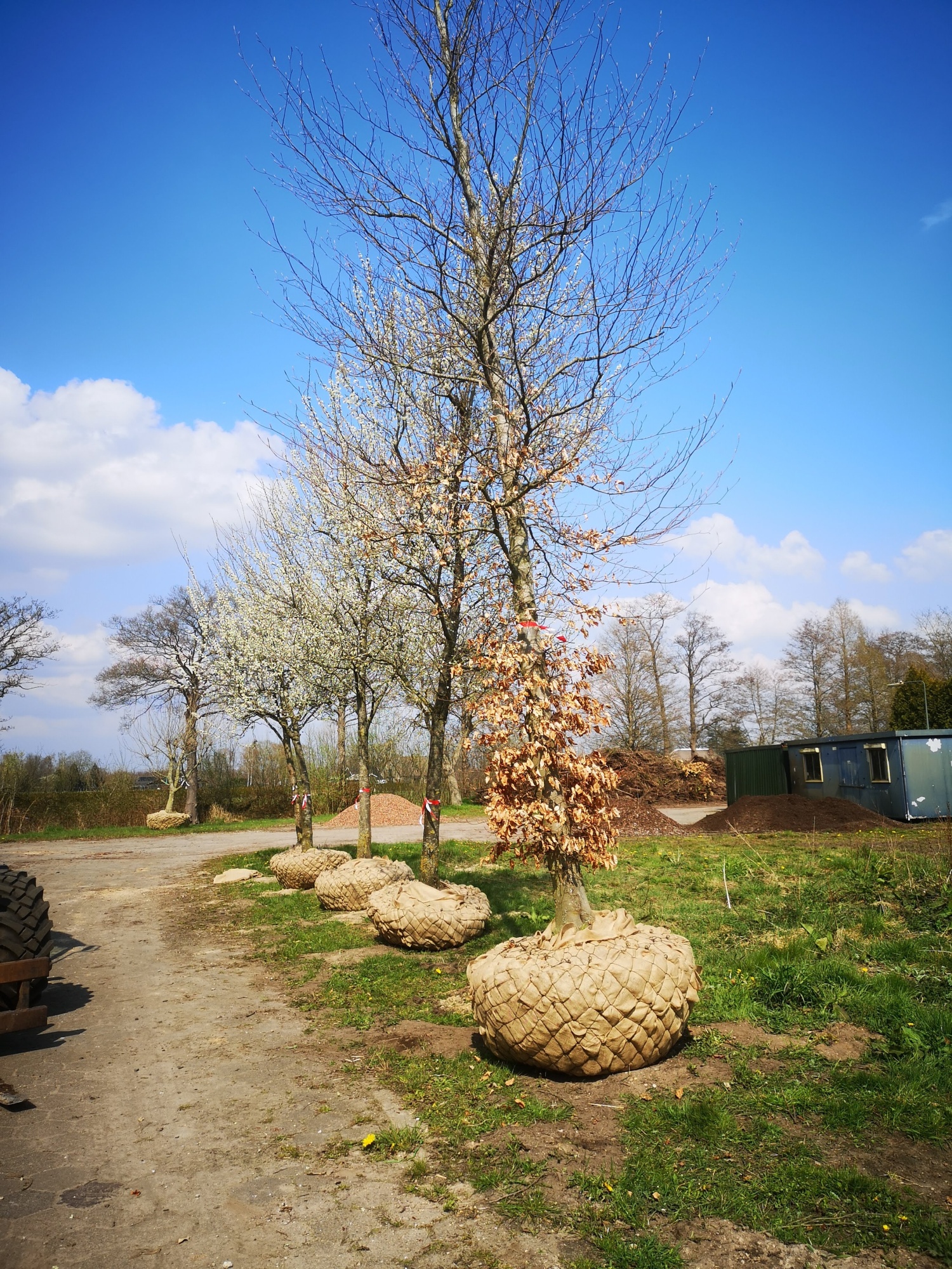 Voorbereiding voor de reis van de boom