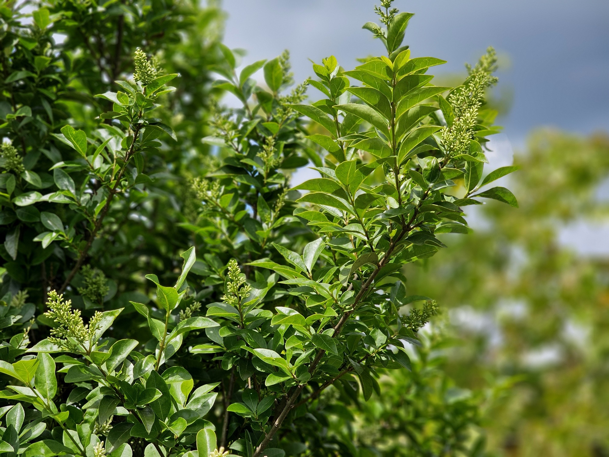 Wilde Liguster, Ligustrum vulgare kopen