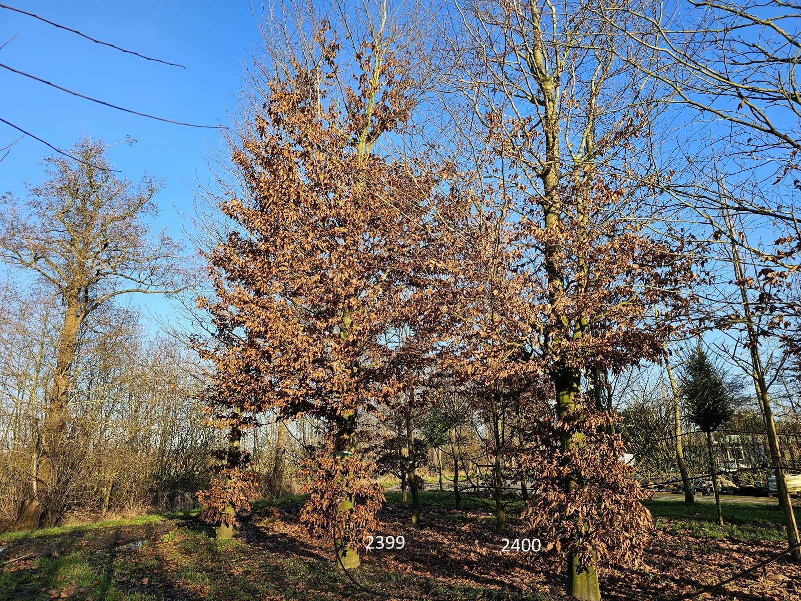 Fagus sylvatica is een prachtige solitaire inheemse boom