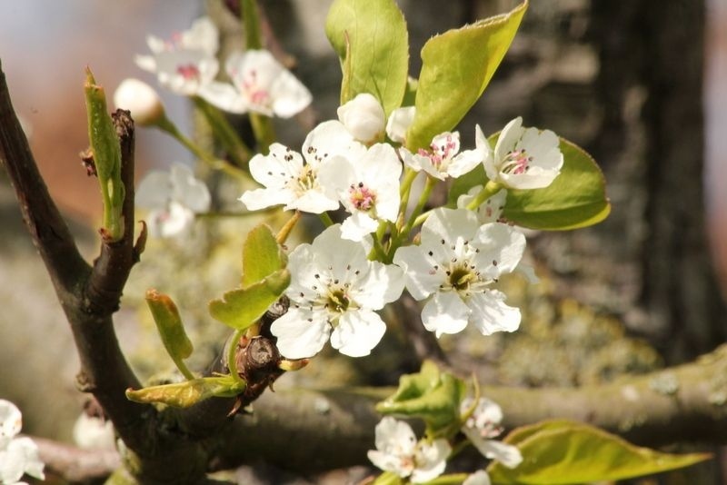 Sierpeer, Pyrus calleryana 'Chanticleer' kopen