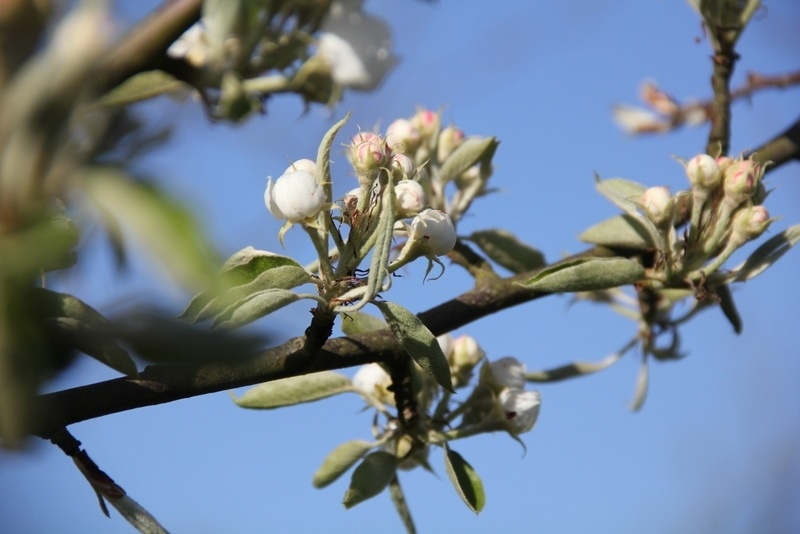 Stoofpeer 'Gieser Wildeman', Pyrus communis 'Gieser Wildeman' kopen