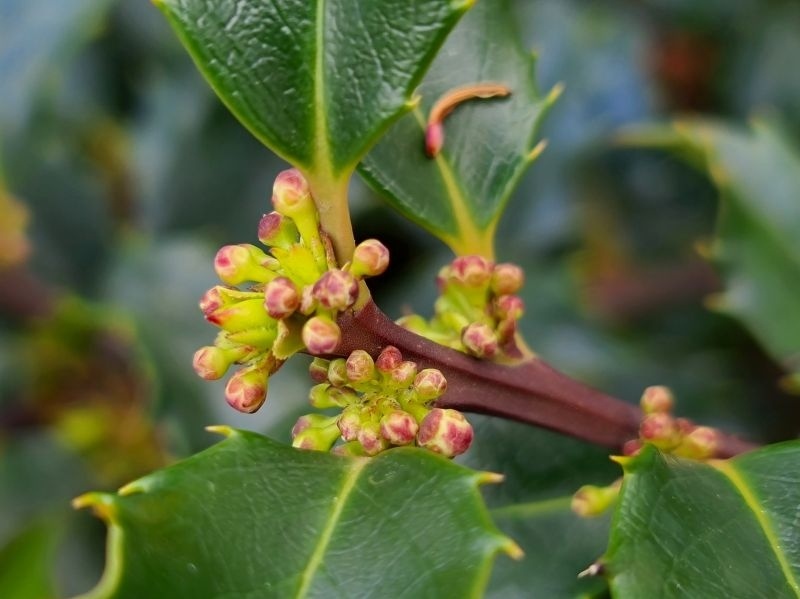 Blauwe hulst 'Blue Princess', Ilex meserveae 'Blue Princess' kopen