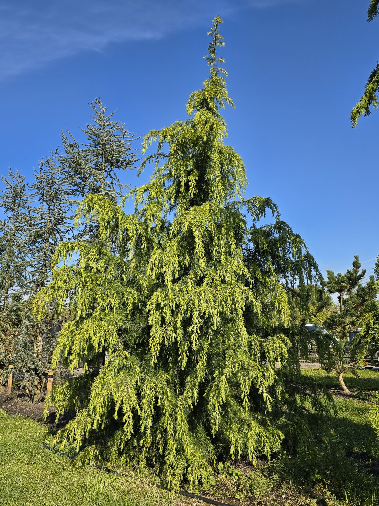Himalayaceder, Cedrus deodara kopen