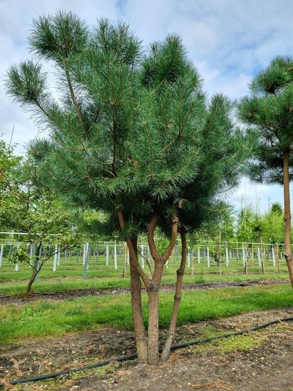 Grove Den, Pinus sylvestris kopen