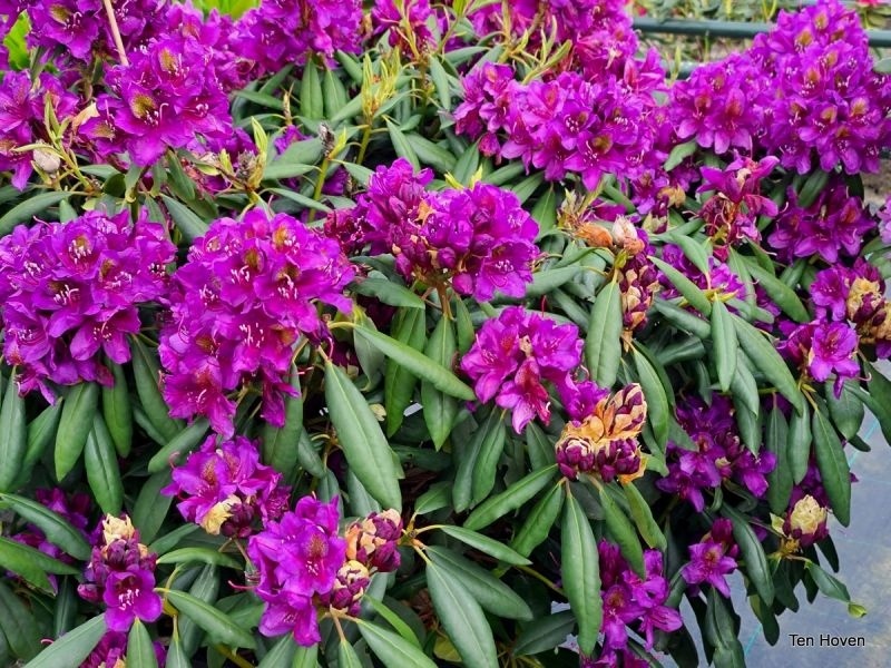 Rododendron 'Marcel Menard', Rhododendron 'Marcel Menard' kopen