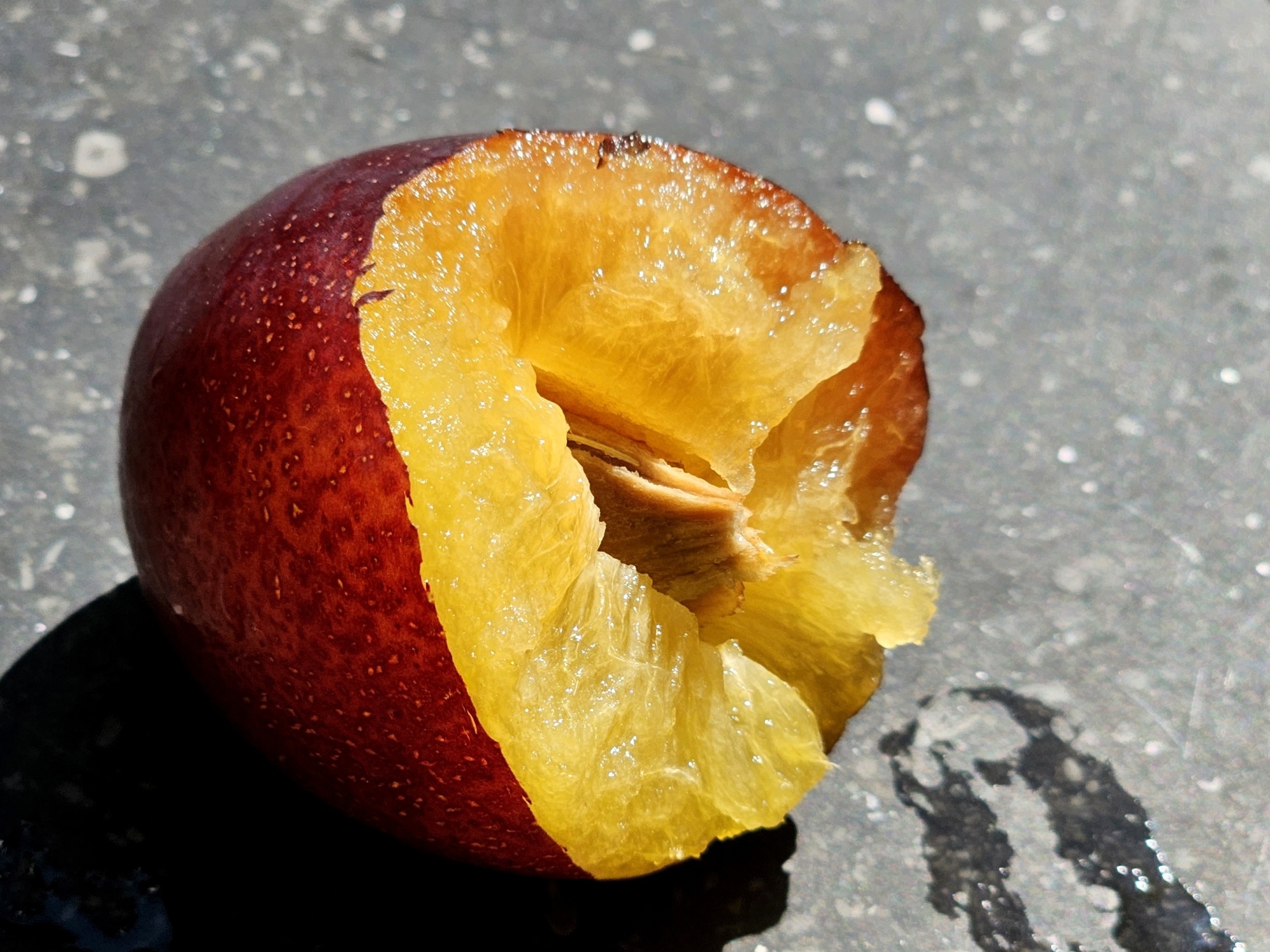 Pruim 'Jubileum' , Prunus domestica 'Jubileum' kopen