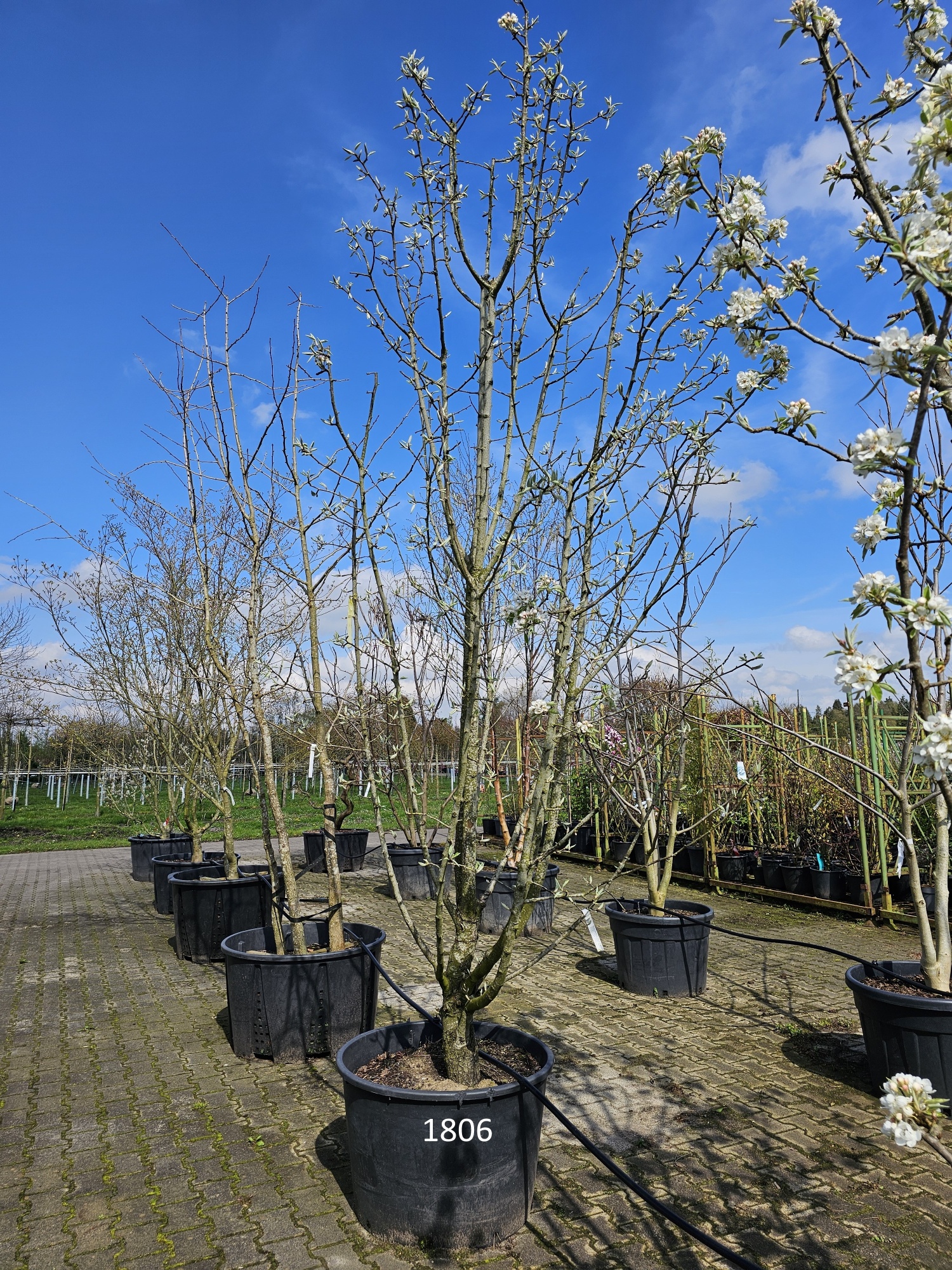 Pyrus c. 'Gieser Wildeman' is een sterk ras stoofpeer