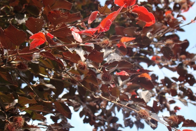 Rode Beuk 'Riversii', Fagus sylvatica 'Riversii' kopen