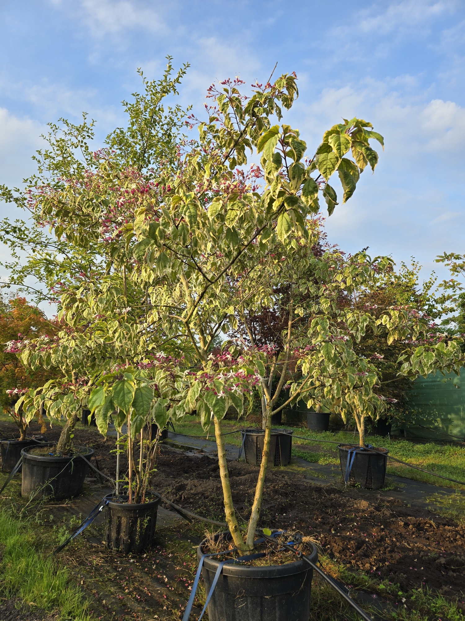 Kansenboom, Clerodendrum trichotomum kopen