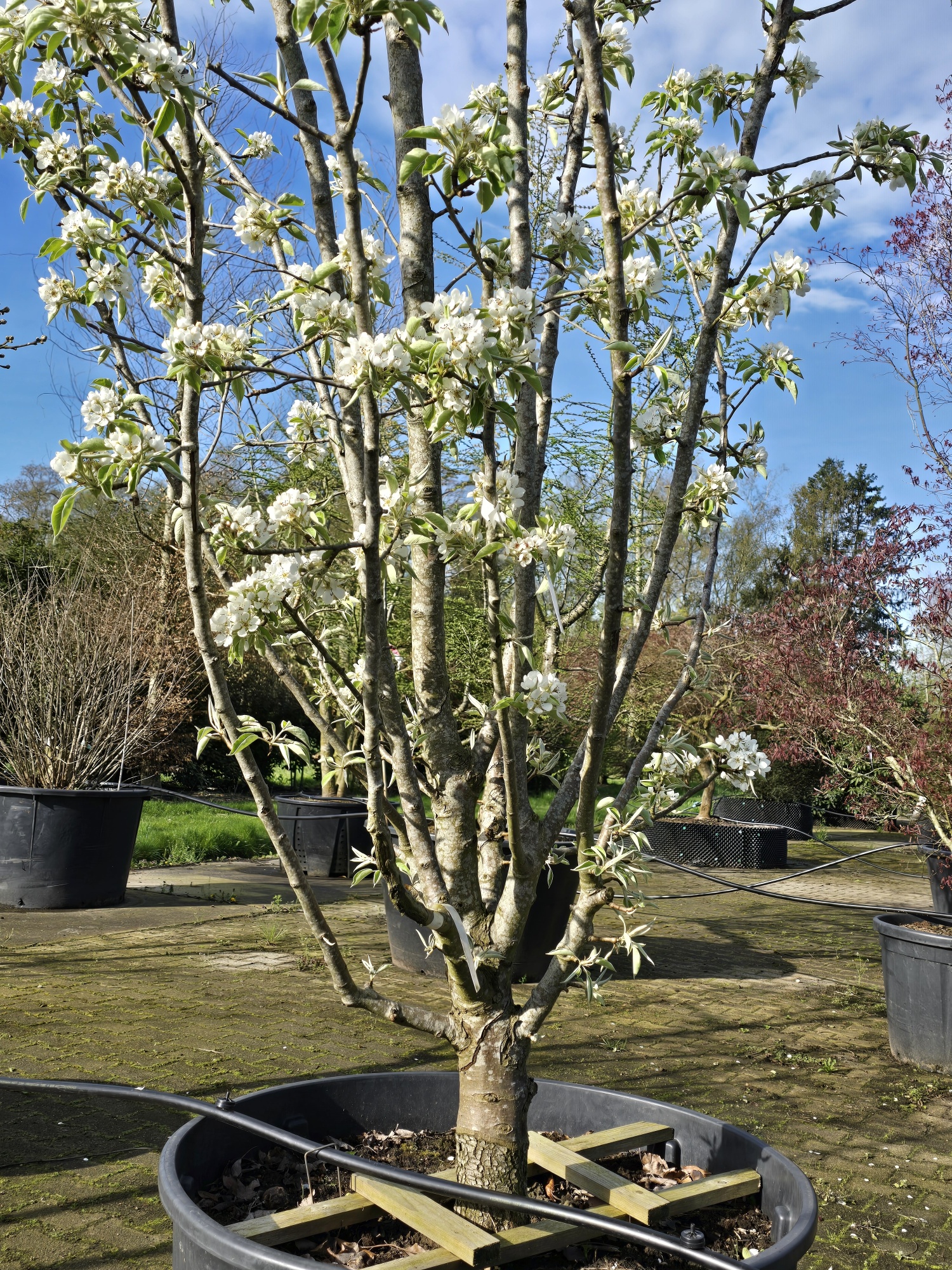 Pyrus c. 'Gieser Wildeman' ist eine kräftige Sorte von Schmorbirne