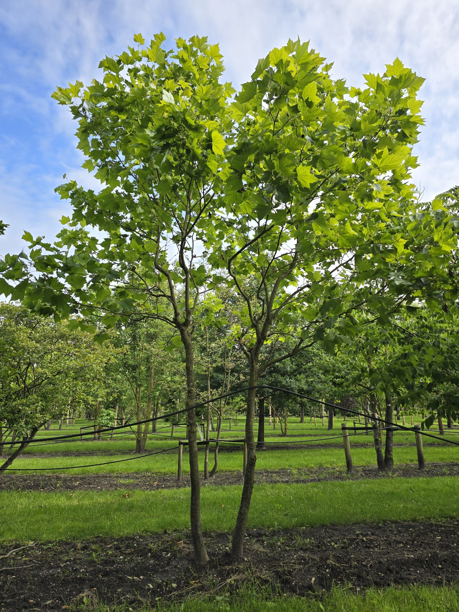 Plataan, Platanus x hispanica kopen
