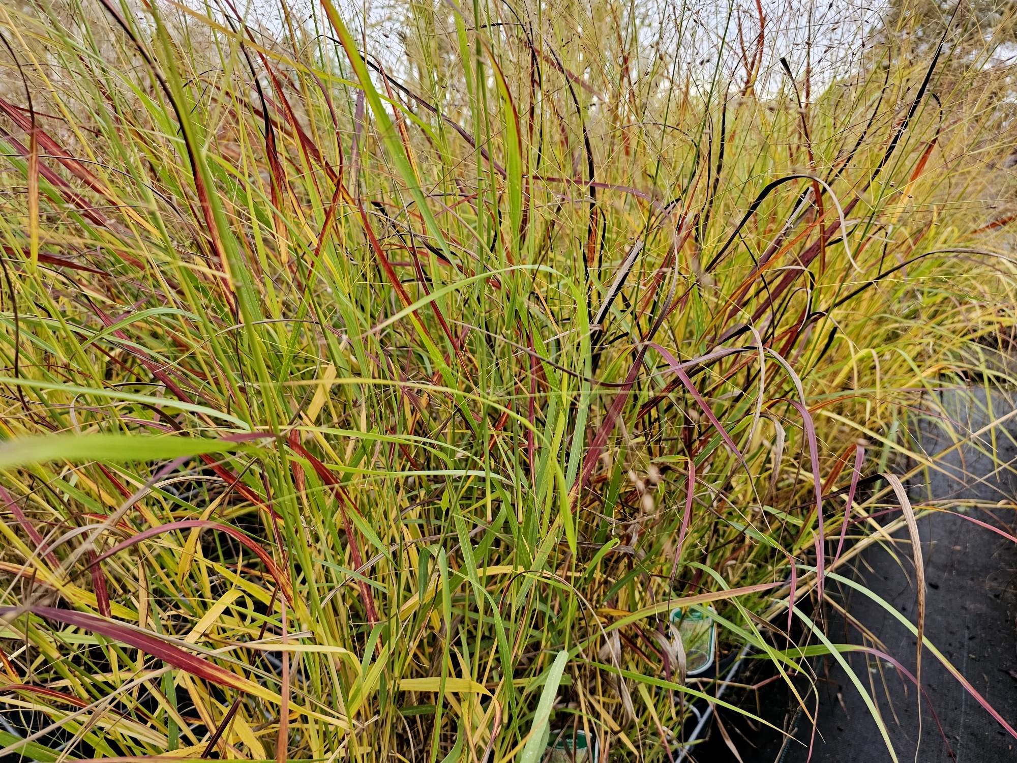 Vingergras 'Rotstrahlbusch', Panicum virgatum 'Rotstrahlbusch' kopen