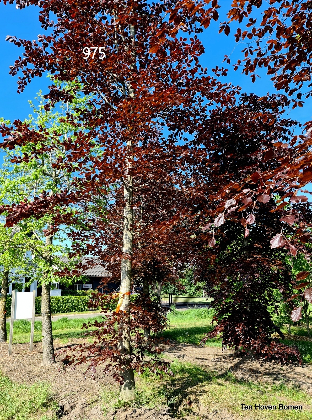 Rode Beuk 'Atropunicea', Fagus sylvatica 'Atropunicea' kopen