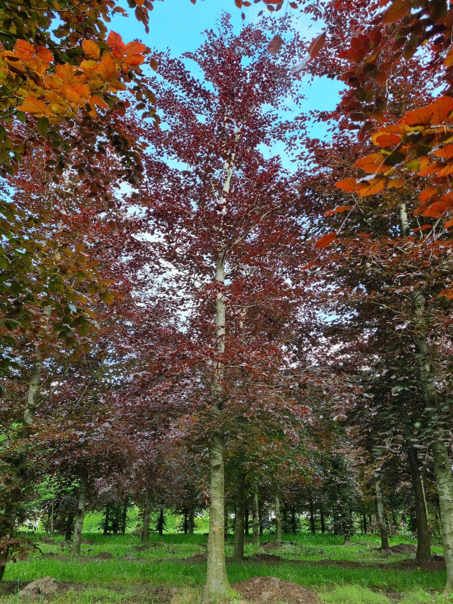 Rode Beuk 'Atropunicea', Fagus sylvatica 'Atropunicea' kopen