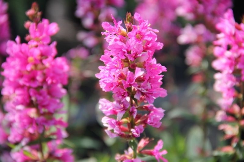 Grote kattenstaart, Lythrum salicaria 'Robert' per kist á 24 st. kopen