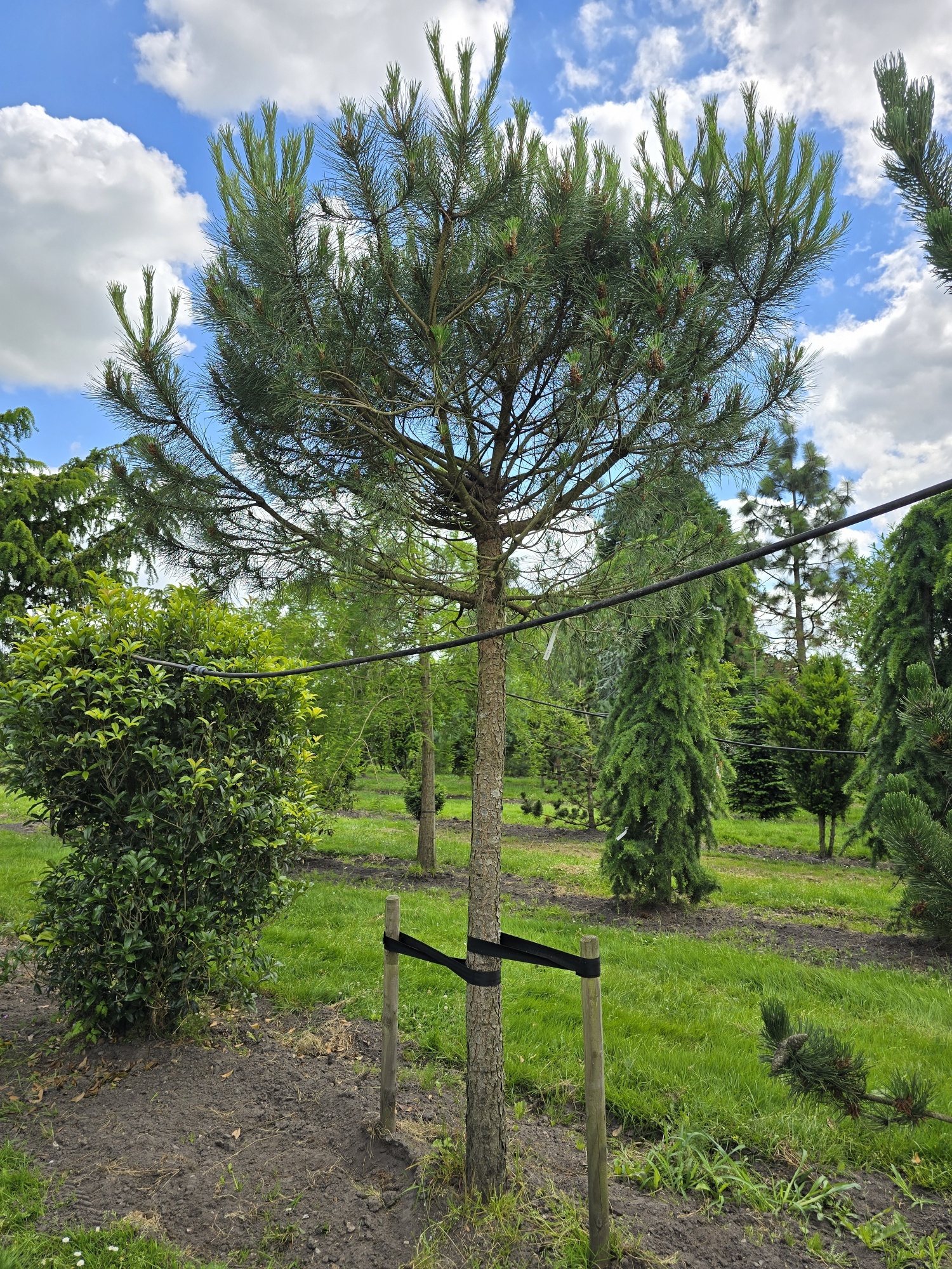 Parasolden, Pinus pinea kopen