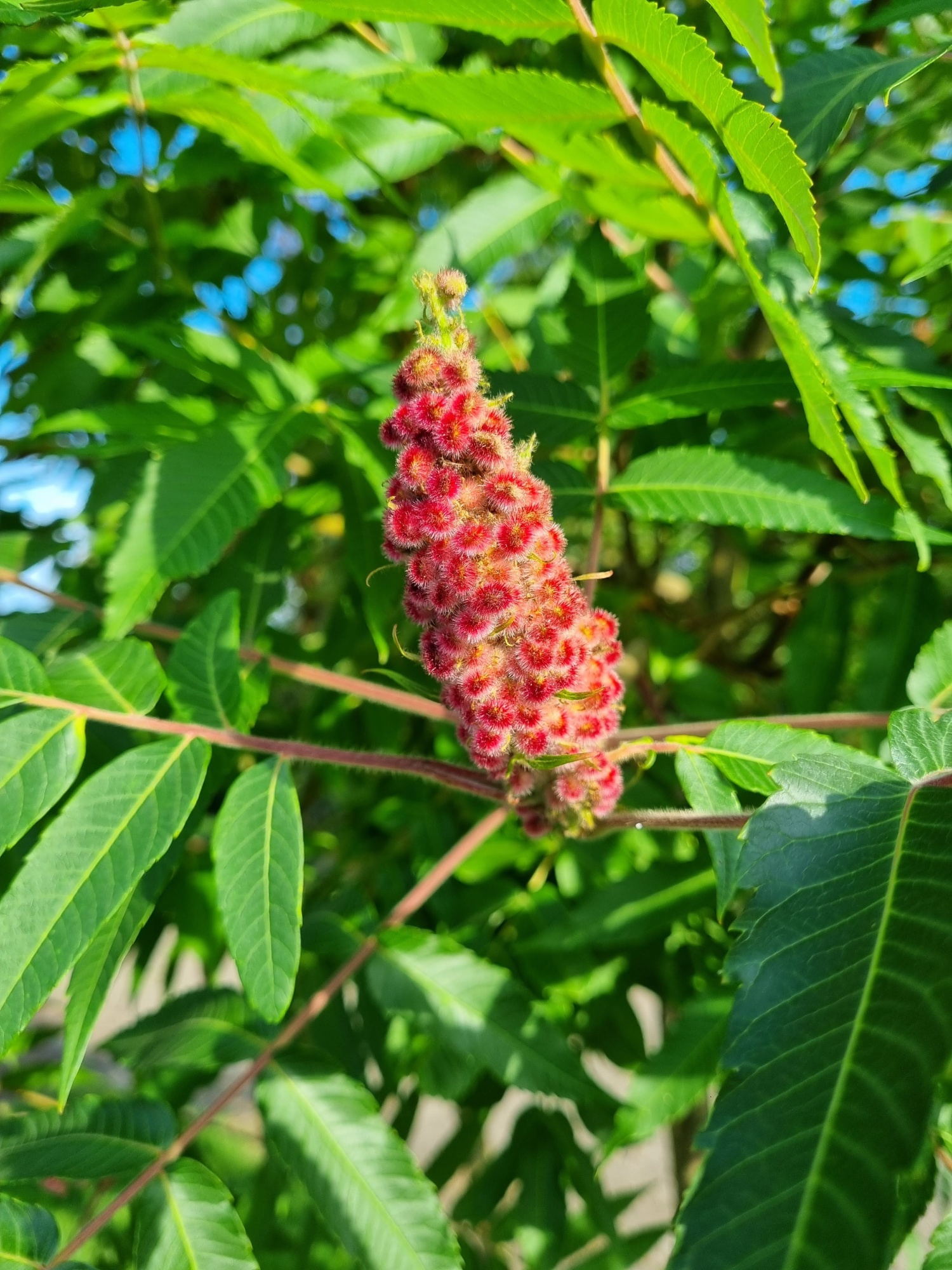 Een grote Fluweelboom kopen? | Ten Hoven Bomen