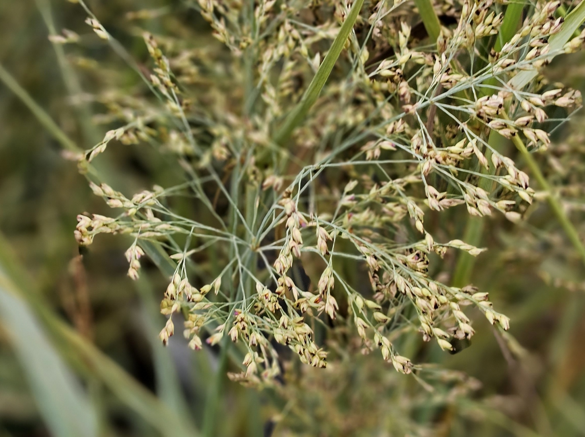 Vingergras 'Prairie Sky', Panicum virgatum 'Prairie Sky' kopen