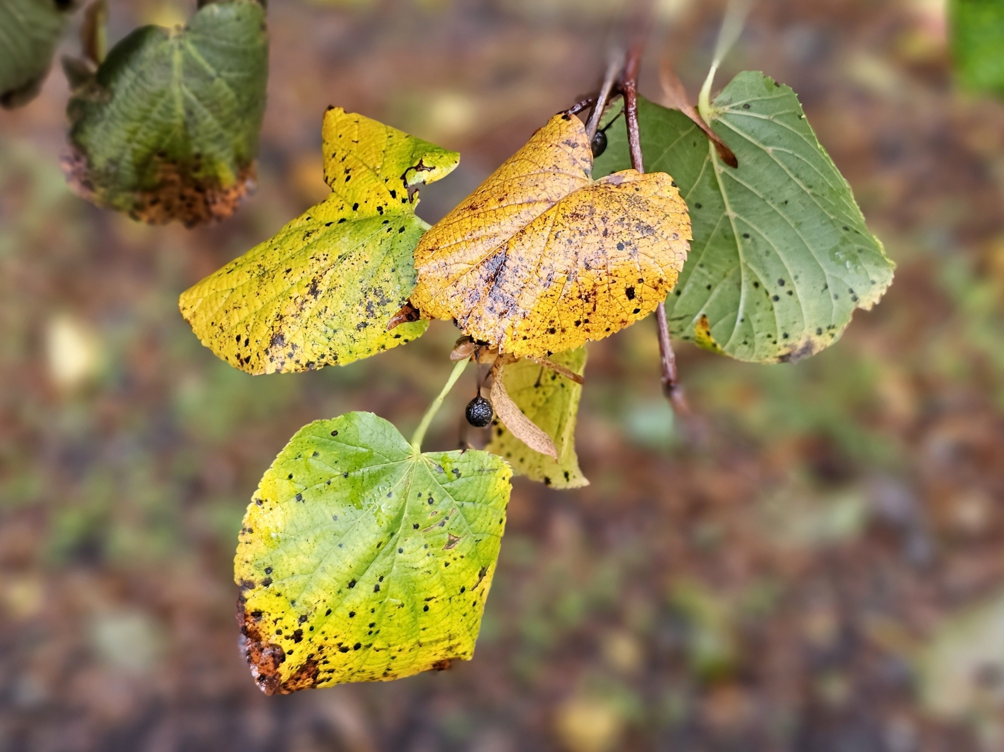 Leilinde, koningslinde, Tilia x europaea 'Pallida' kopen
