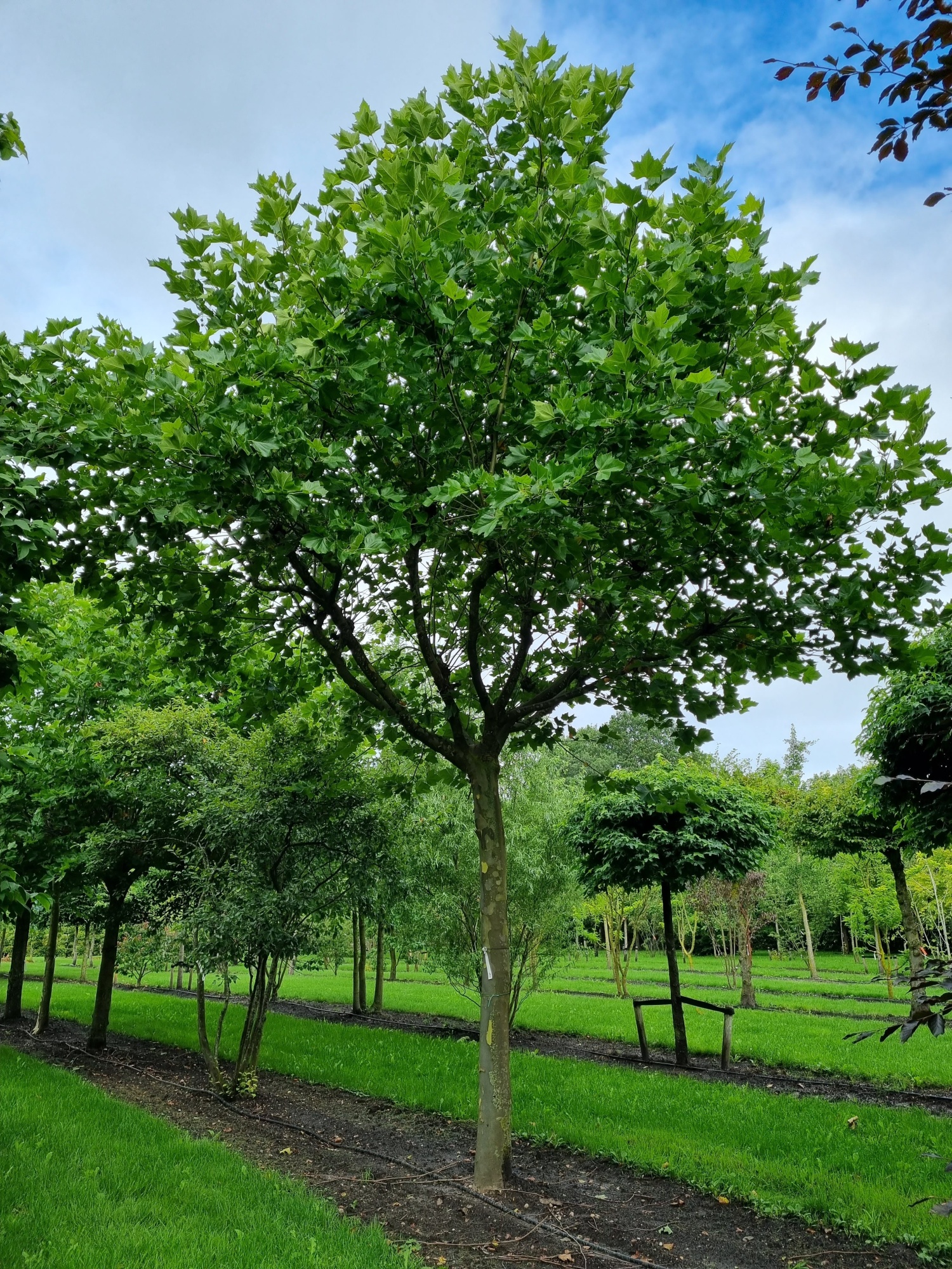 Dakplataan, Platanus x hispanica / Platanus acerifolia kopen