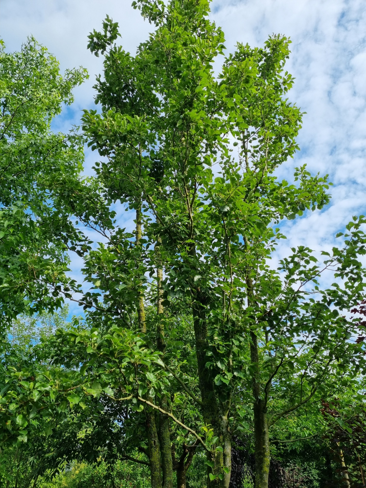 Pyrus calleryana 'Chanticleer', Sierpeer