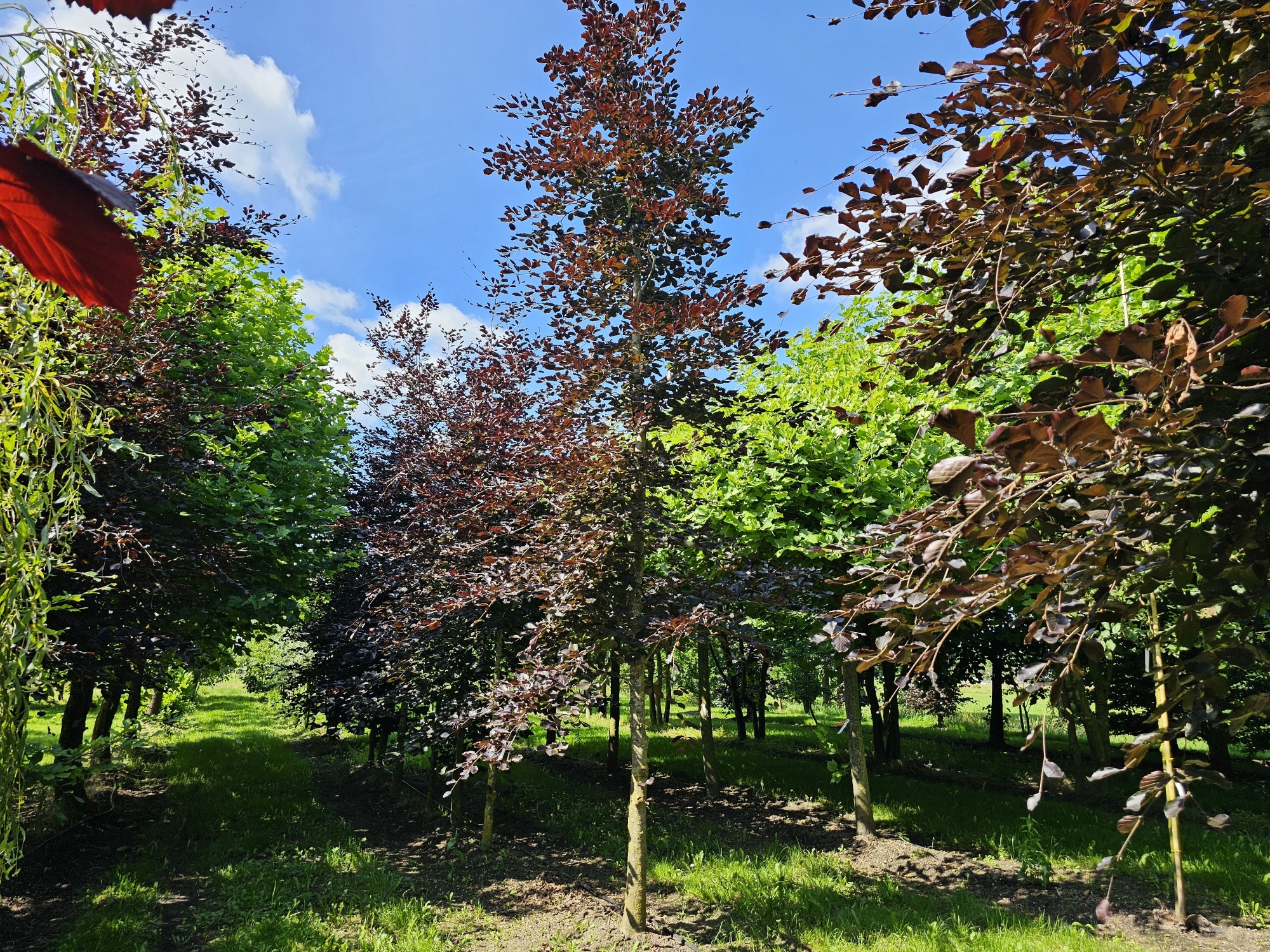 Möchten Sie eine besondere Rotbuche 'Riversii' kaufen?