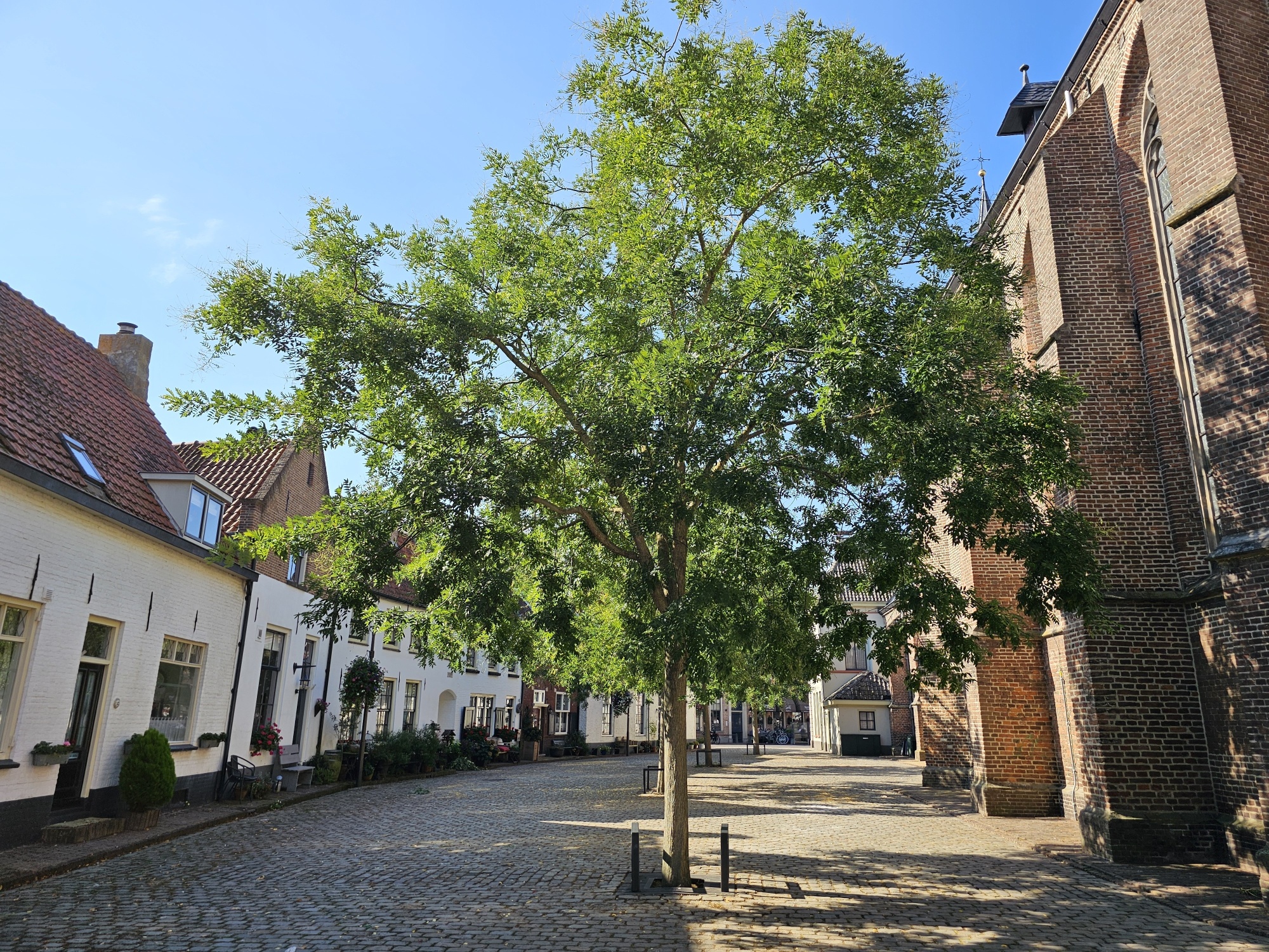 Honingboom, Sophora japonica (Styphnolobium japonicum) kopen
