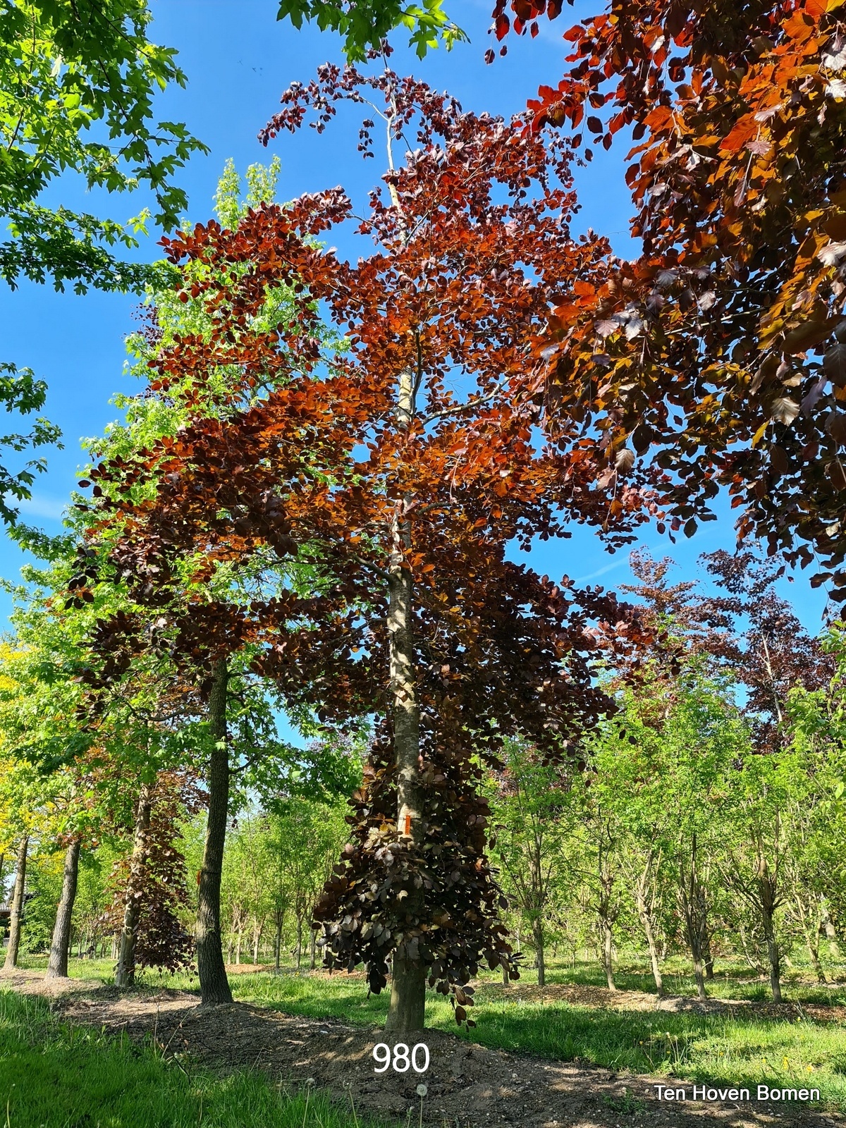 Zoekt u een grote rode beuk? Nr 980 is een prachtig exemplaar.
