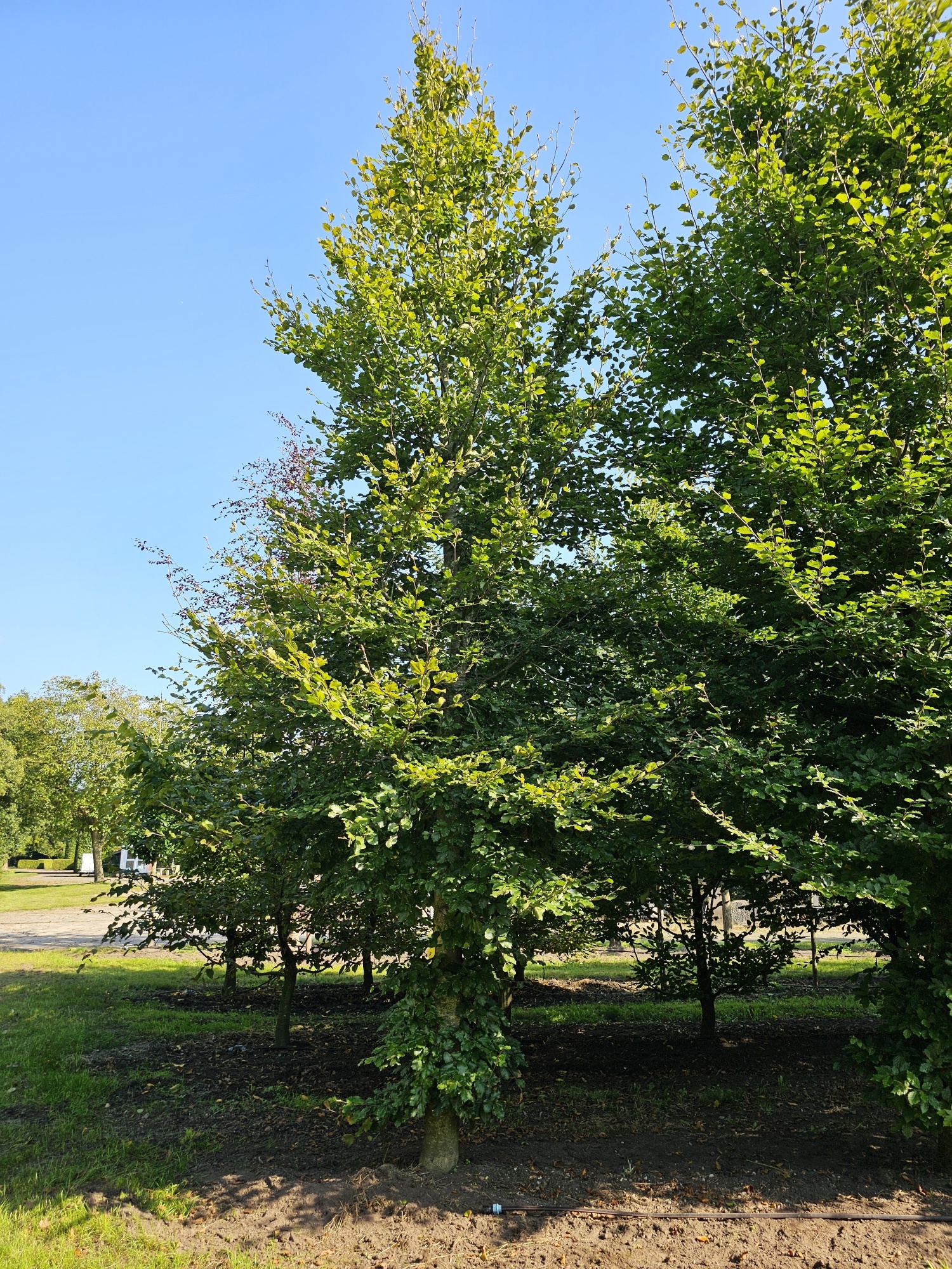 Fagus sylvatica is een prachtige solitaire inheemse boom