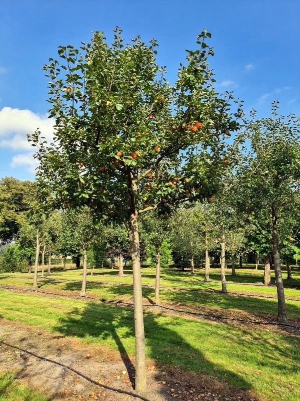 Appel 'Laxton's Superb', Malus domestica 'Laxton's Superb' kopen