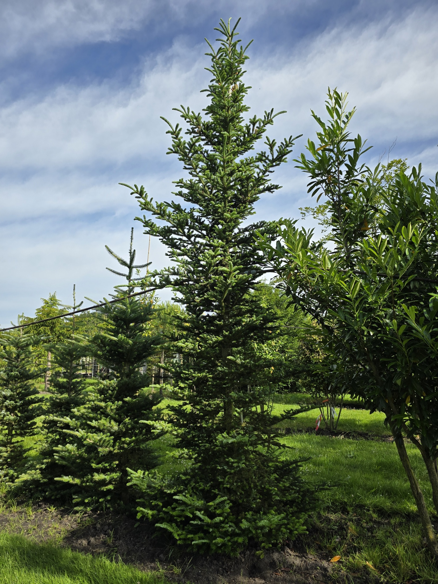 Een grote Fraser spar kopen?