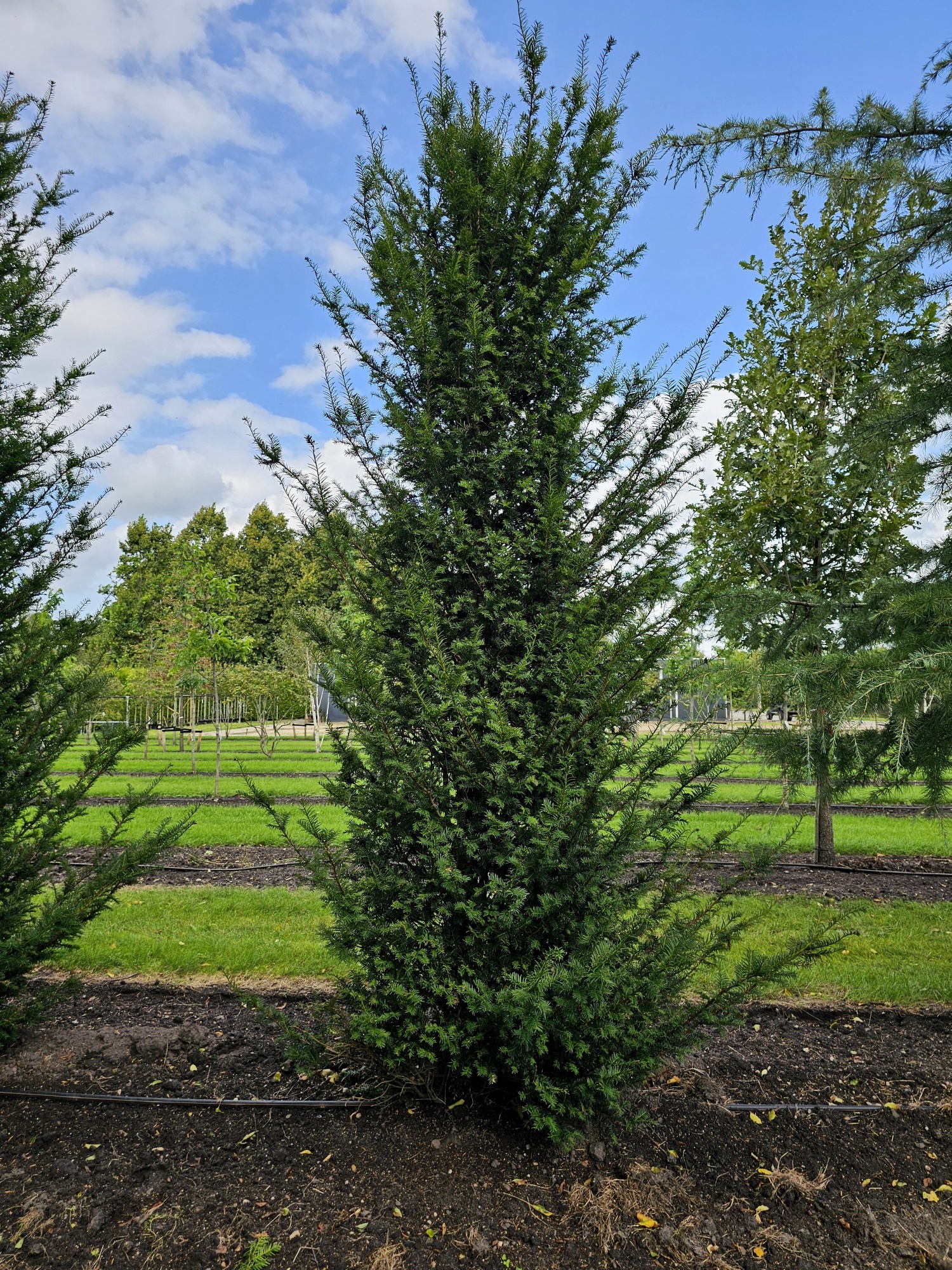 Taxus, Taxus baccata kopen