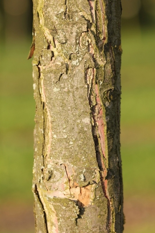 Sierappel 'Mokum', Malus 'Mokum' kopen