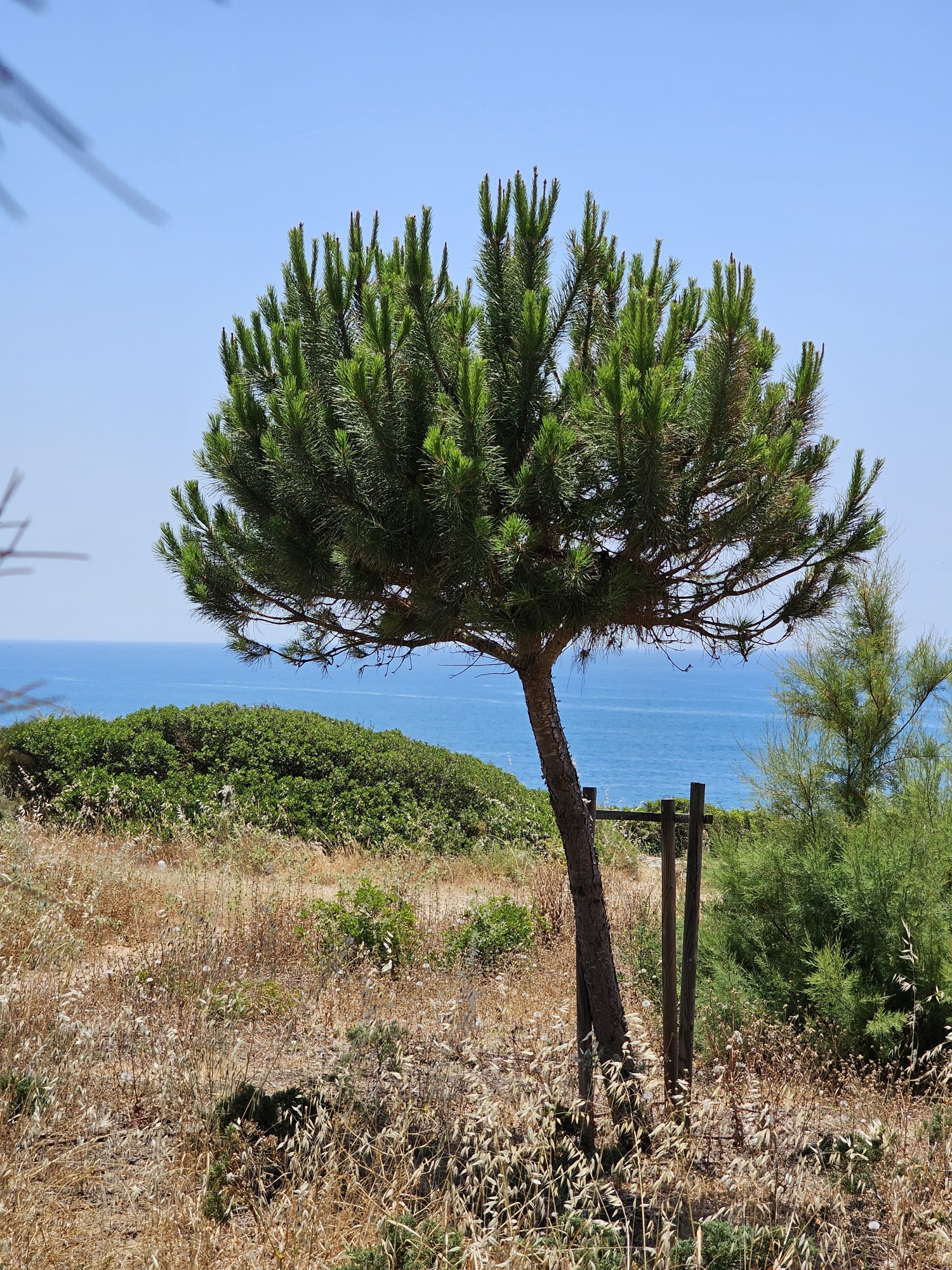 Parasolden, Pinus pinea kopen