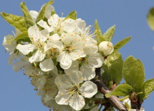 Pruim 'Santa Rosa', Prunus domestica 'Santa Rosa' kopen