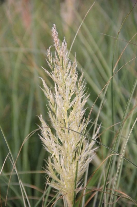 Pampasgras 'Mini Silver Pampas', Cortaderia selloana 'Mini Silver ...