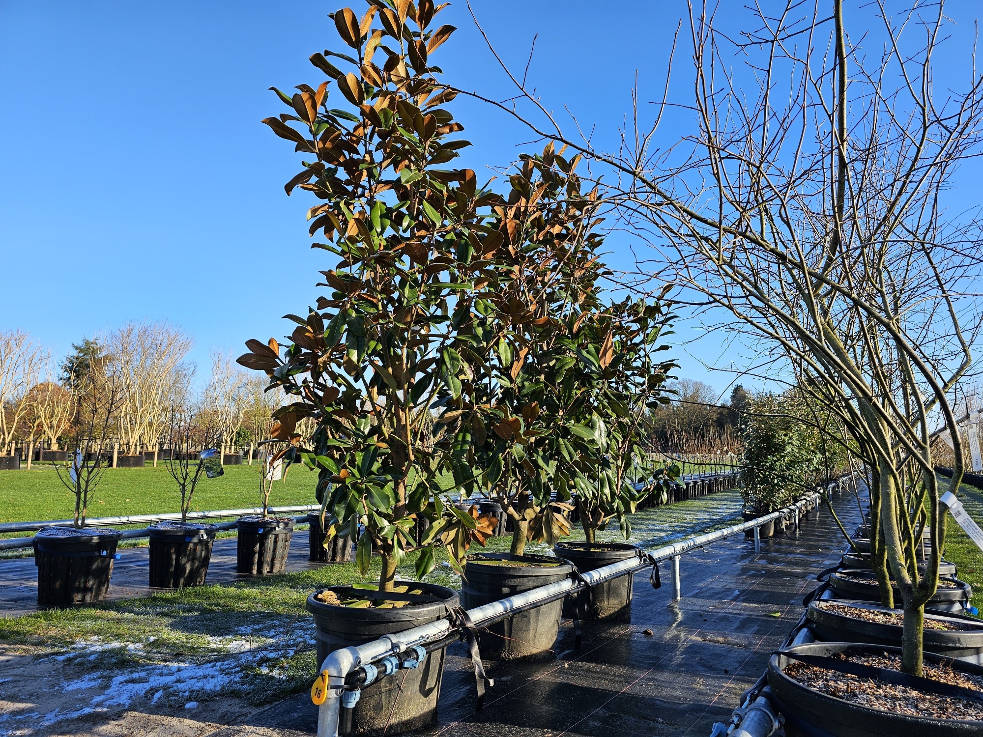 Magnolia 'Goliath', Magnolia grandiflora 'Goliath' kopen